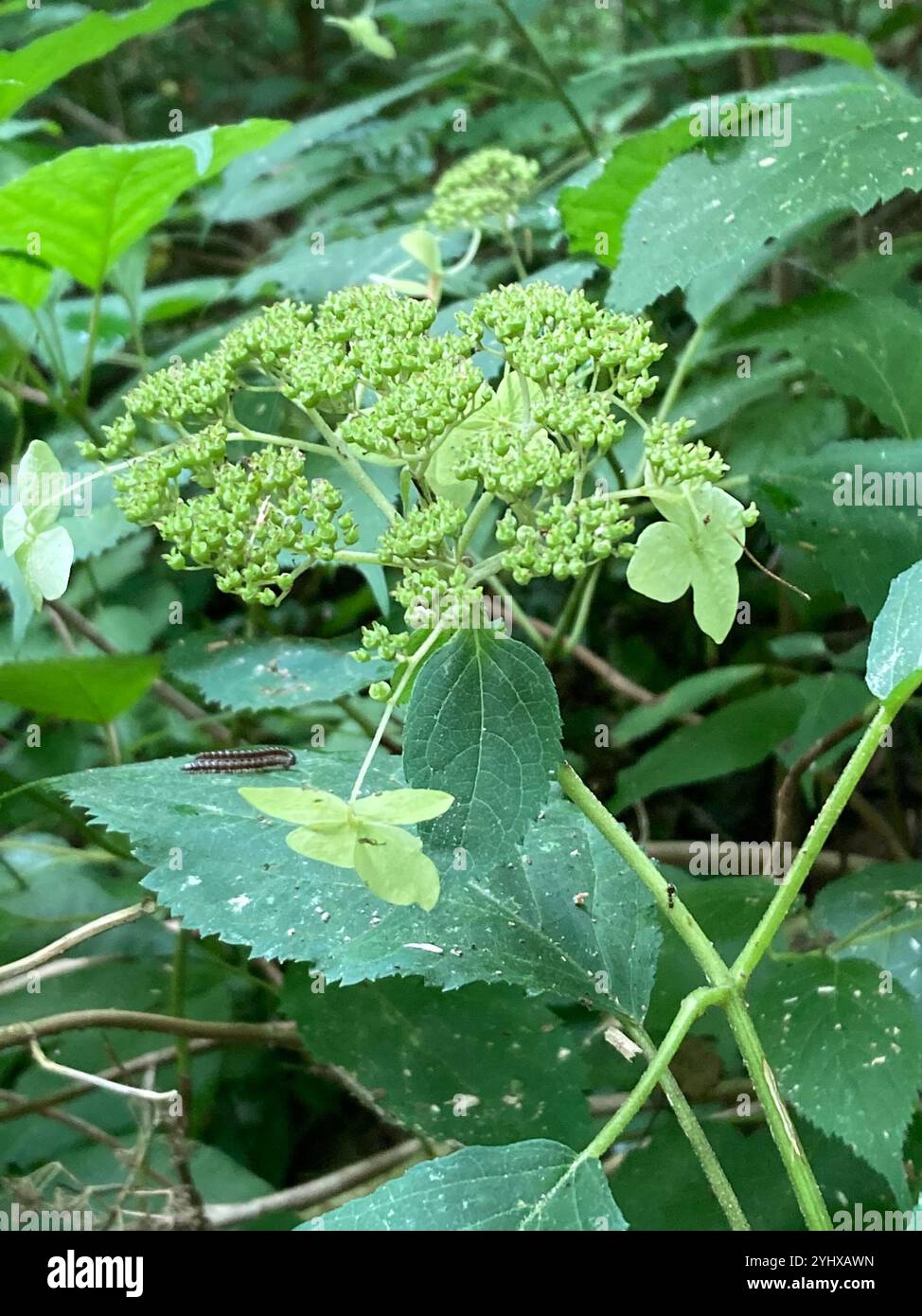 wild hydrangea (Hydrangea arborescens Stock Photo - Alamy