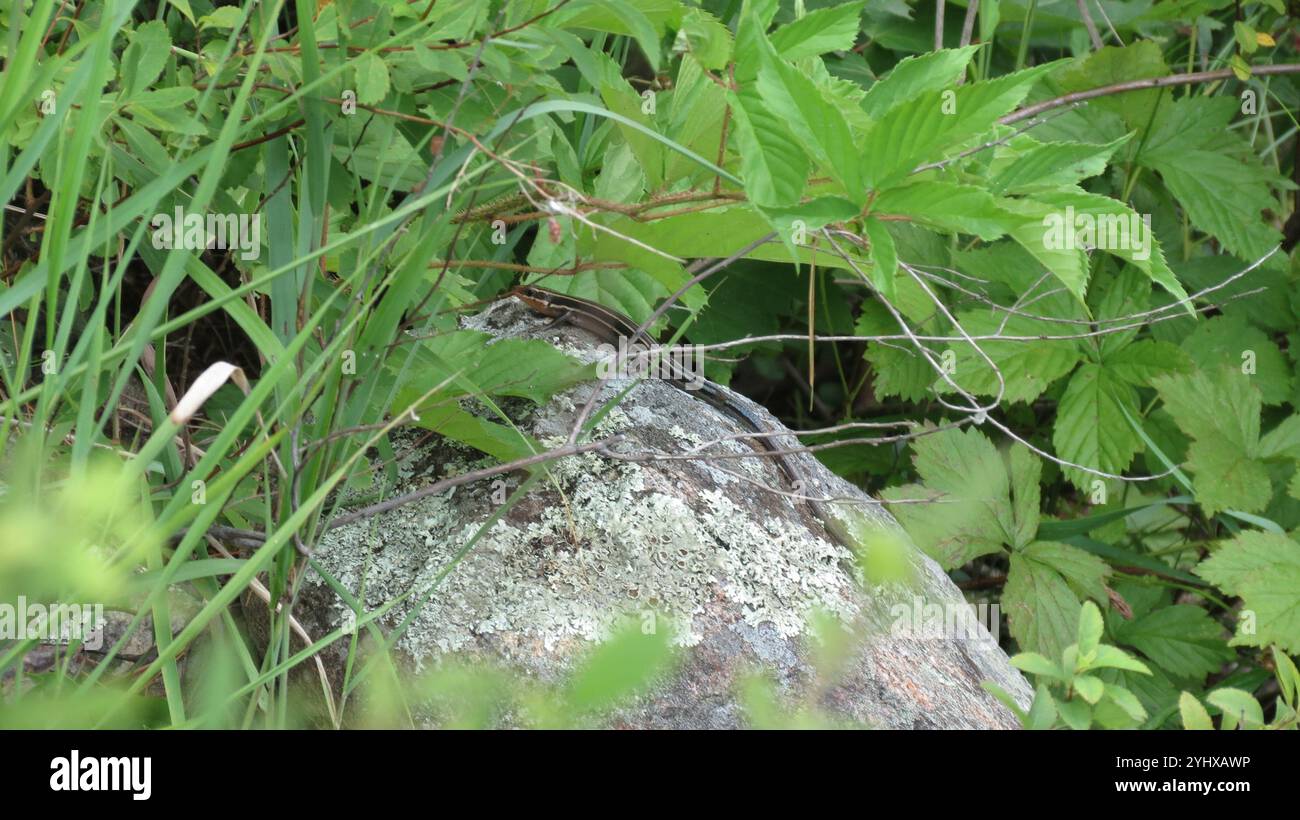 Common Five-lined Skink (Plestiodon fasciatus Stock Photo - Alamy