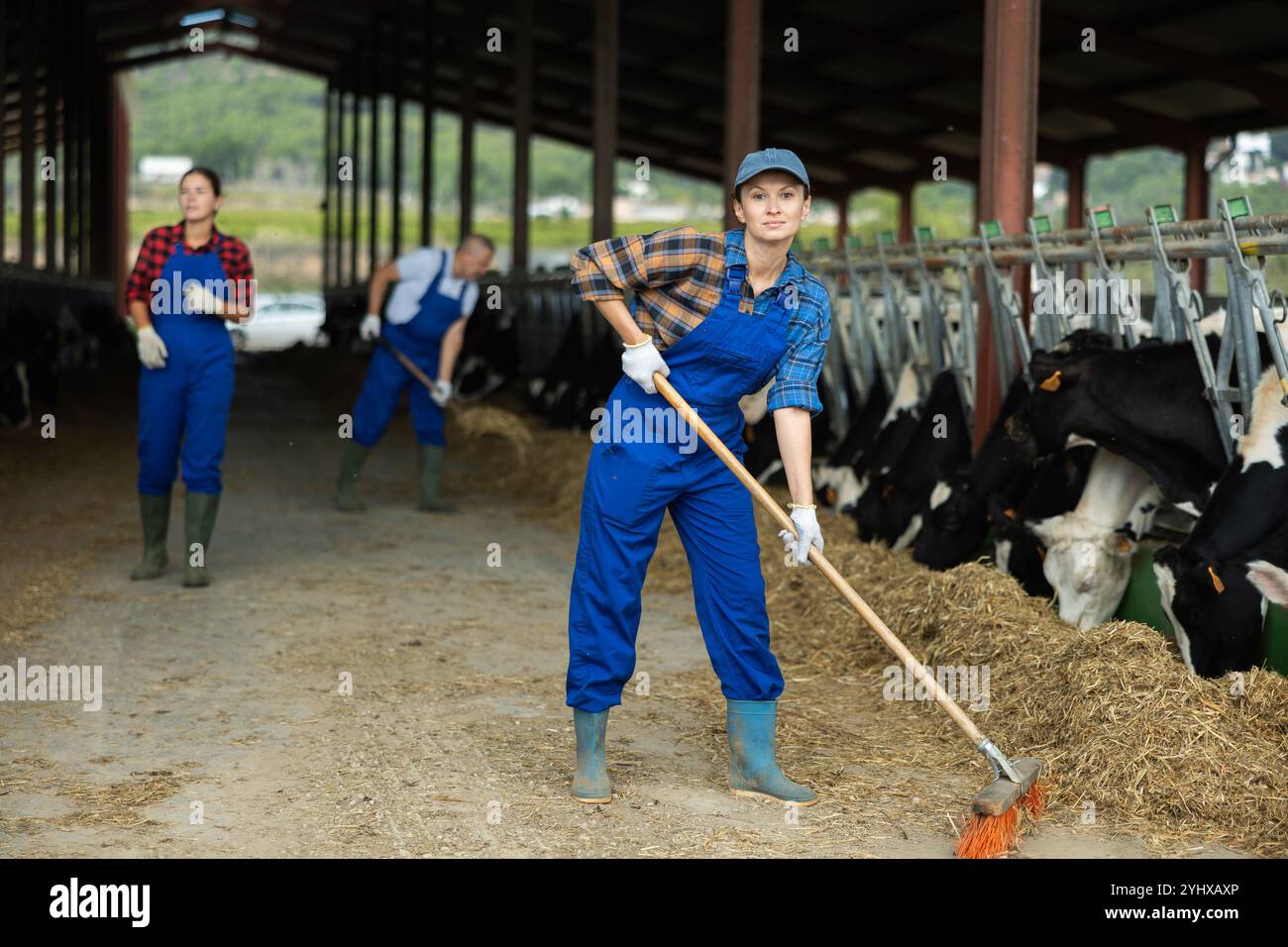 Adult woman sweeping hay in cowshed Stock Photo - Alamy