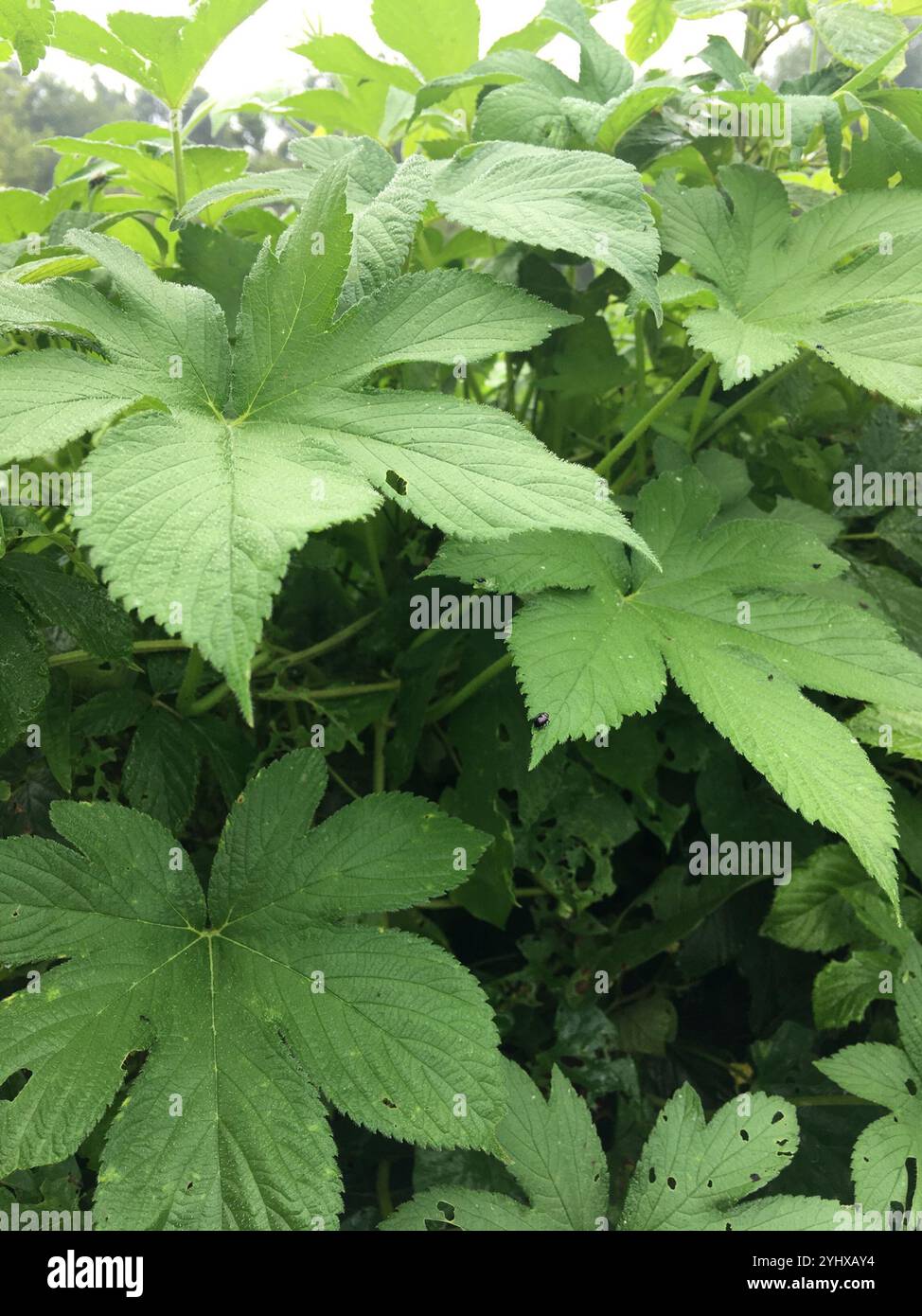 Japanese Hops (Humulus scandens Stock Photo - Alamy