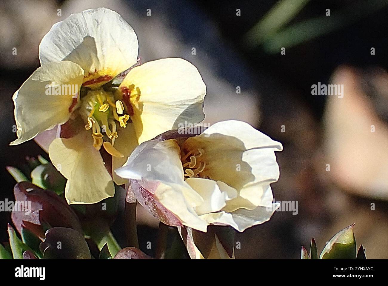 Smooth Twinleaf (Roepera fulva Stock Photo - Alamy