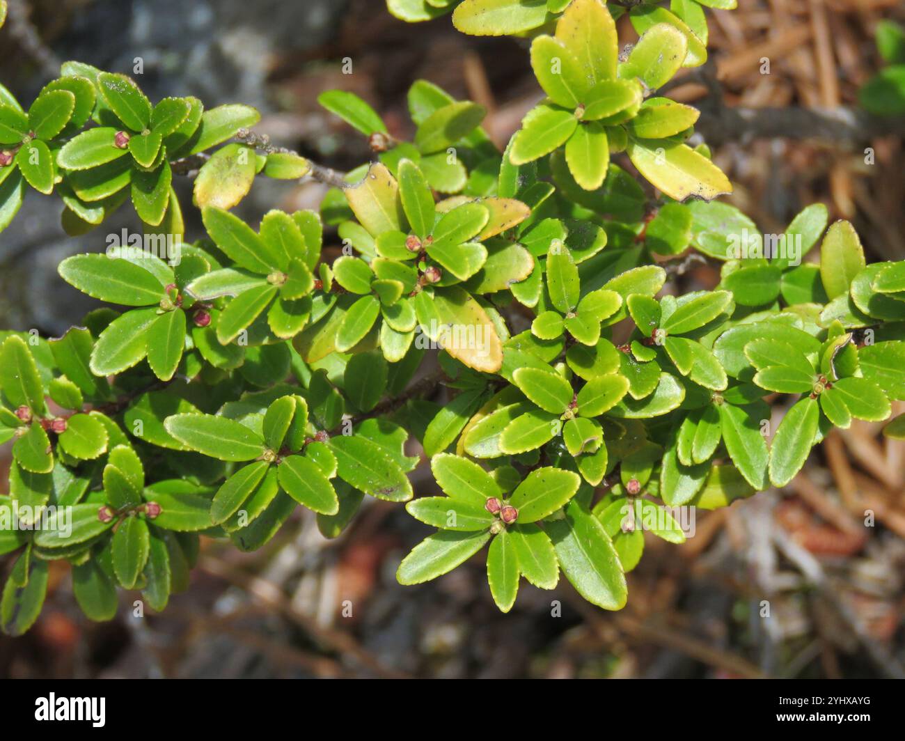 Oregon Boxwood (Paxistima myrsinites Stock Photo - Alamy