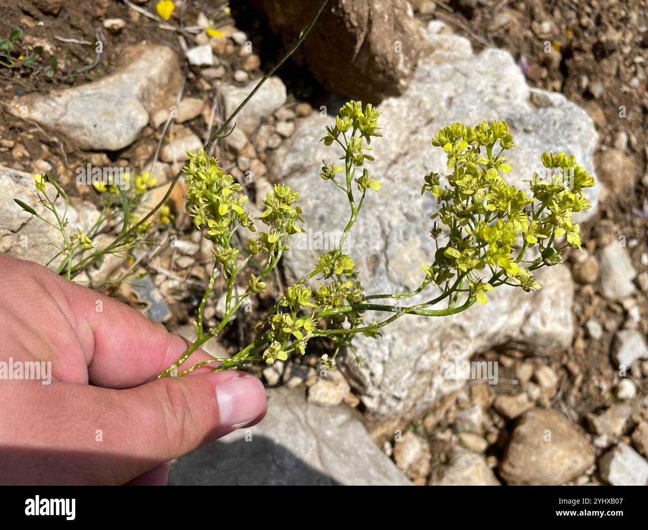Common Buckler-mustard (Biscutella laevigata Stock Photo - Alamy