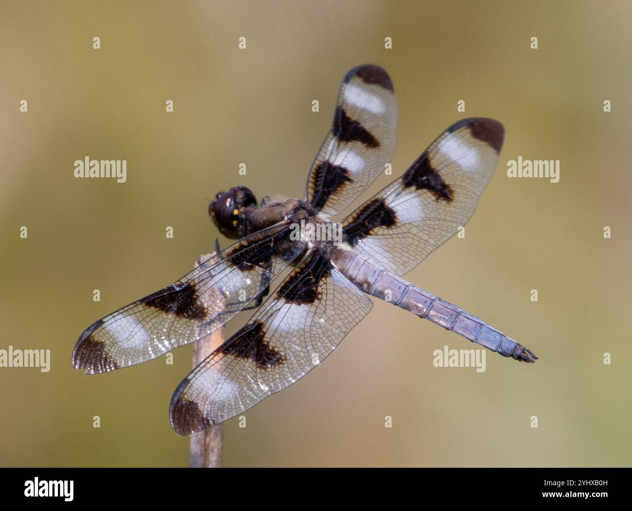 Twelve-spotted Skimmer (Libellula pulchella Stock Photo - Alamy