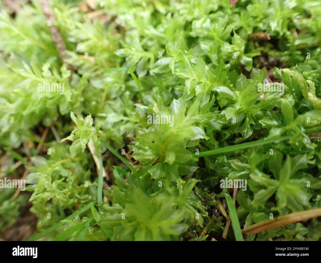 Thyme and Allied Mosses (Plagiomnium Stock Photo - Alamy