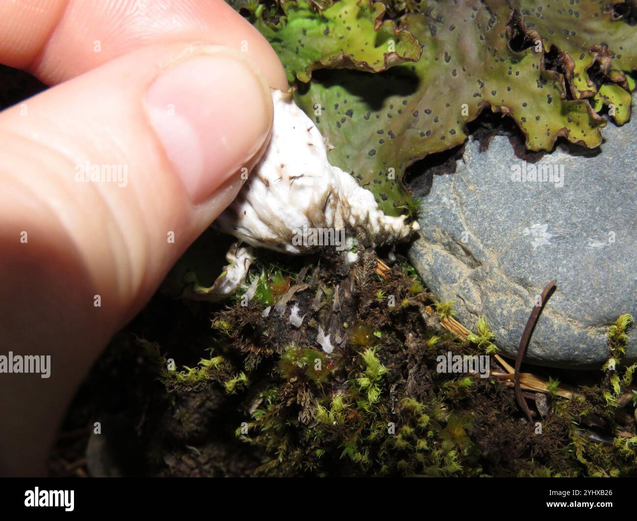 freckled pelt lichen (Peltigera aphthosa Stock Photo - Alamy