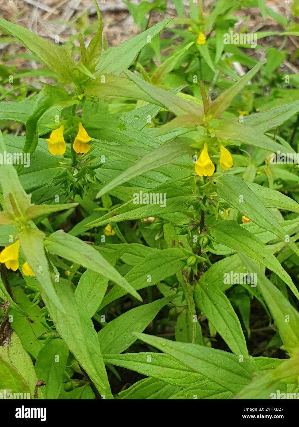 Small Cow-wheat (Melampyrum sylvaticum Stock Photo - Alamy
