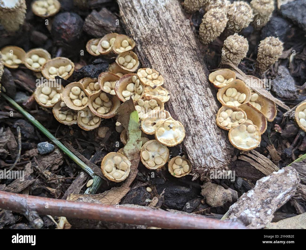 common bird's nest fungus (Crucibulum laeve Stock Photo - Alamy