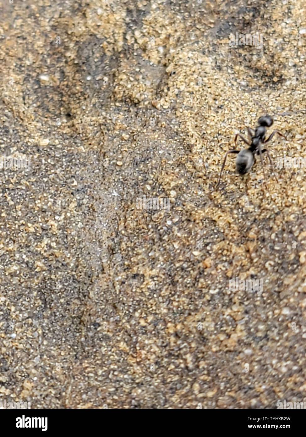 fusca-group Field Ants and Allies (Formica fusca Stock Photo - Alamy