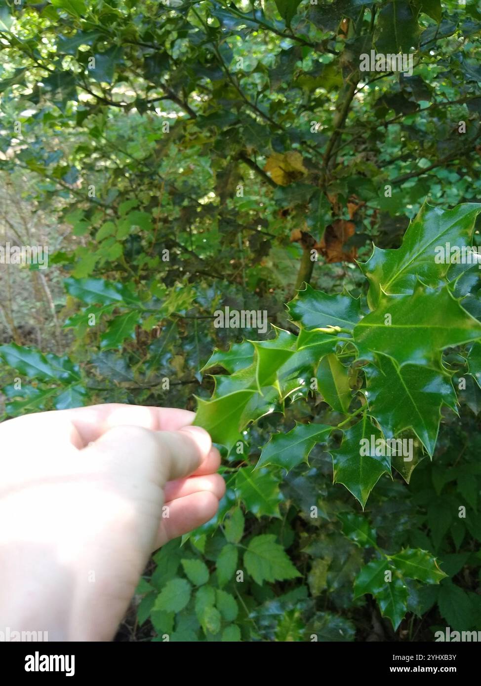 European holly (Ilex aquifolium Stock Photo - Alamy