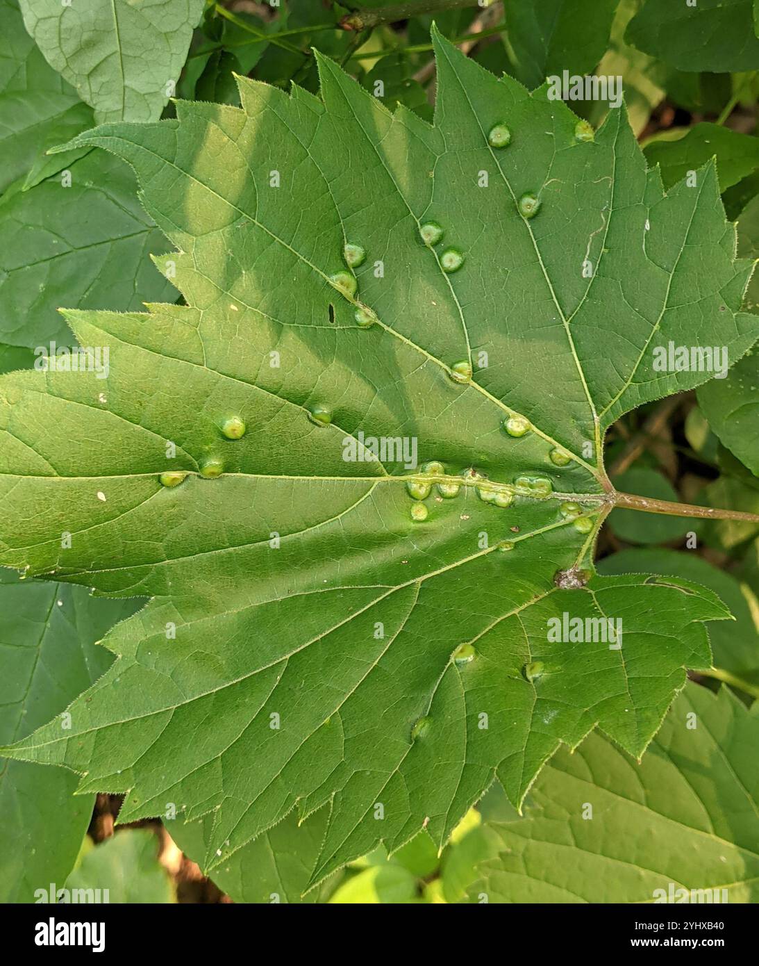 Grape Midge Galls (Vitisiella Stock Photo - Alamy