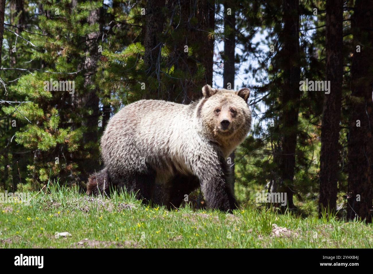 The grizzly bear nicknamed 'Blondie' of Grand Teton National Park walks ...