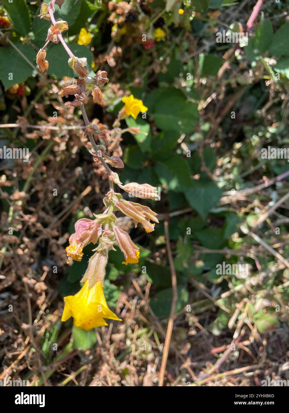 seep monkeyflower (Erythranthe guttata Stock Photo - Alamy