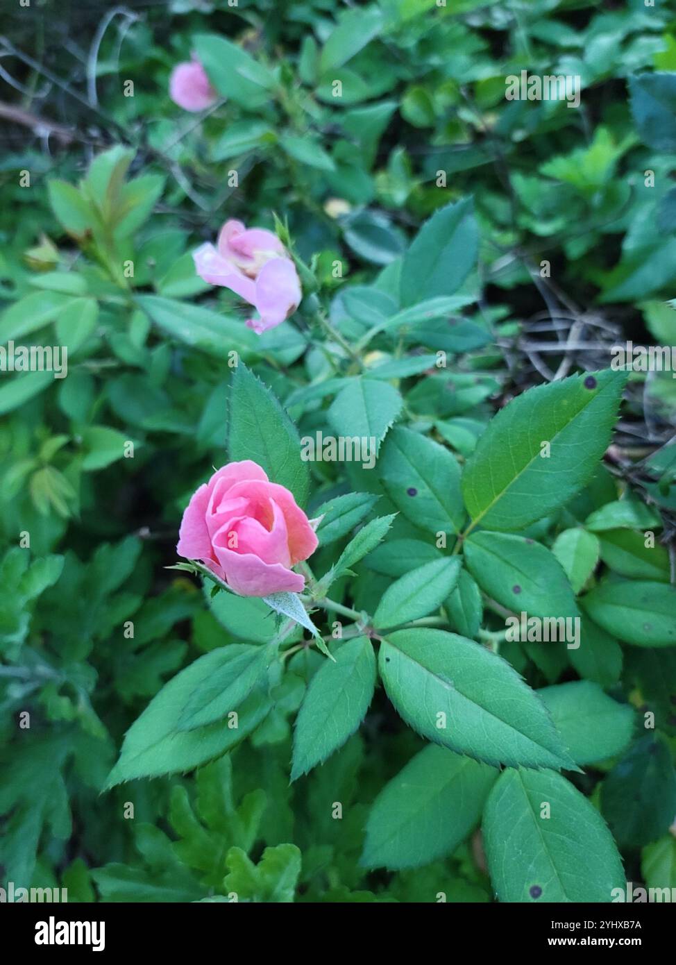 swamp rose (Rosa palustris Stock Photo - Alamy