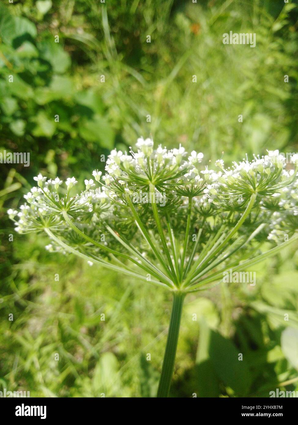 Cambridge Milk-parsley (Selinum carvifolia Stock Photo - Alamy