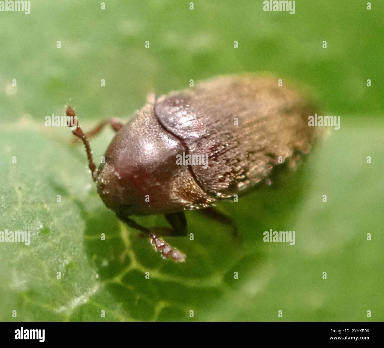 Trixagus hi-res stock photography and images - Alamy