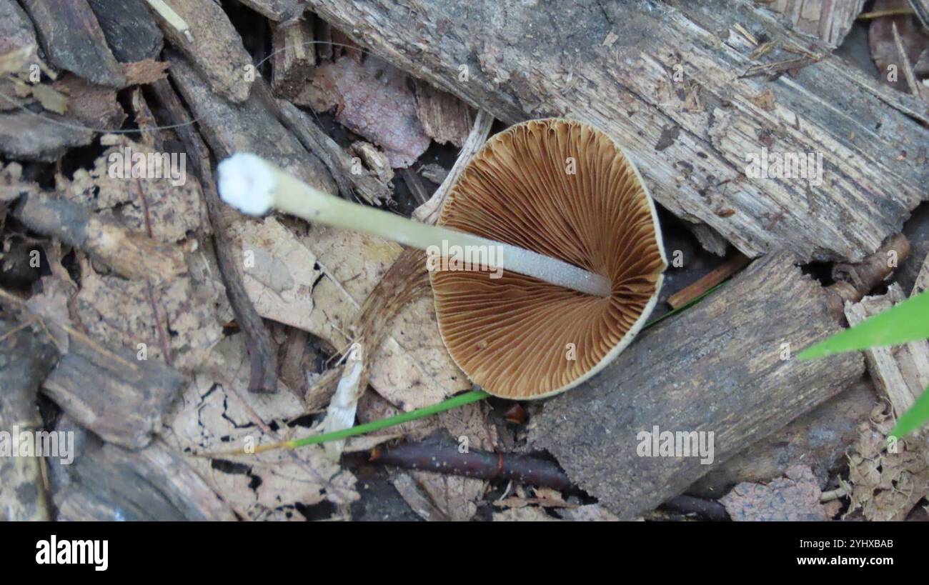 milky conecap (Conocybe apala Stock Photo - Alamy
