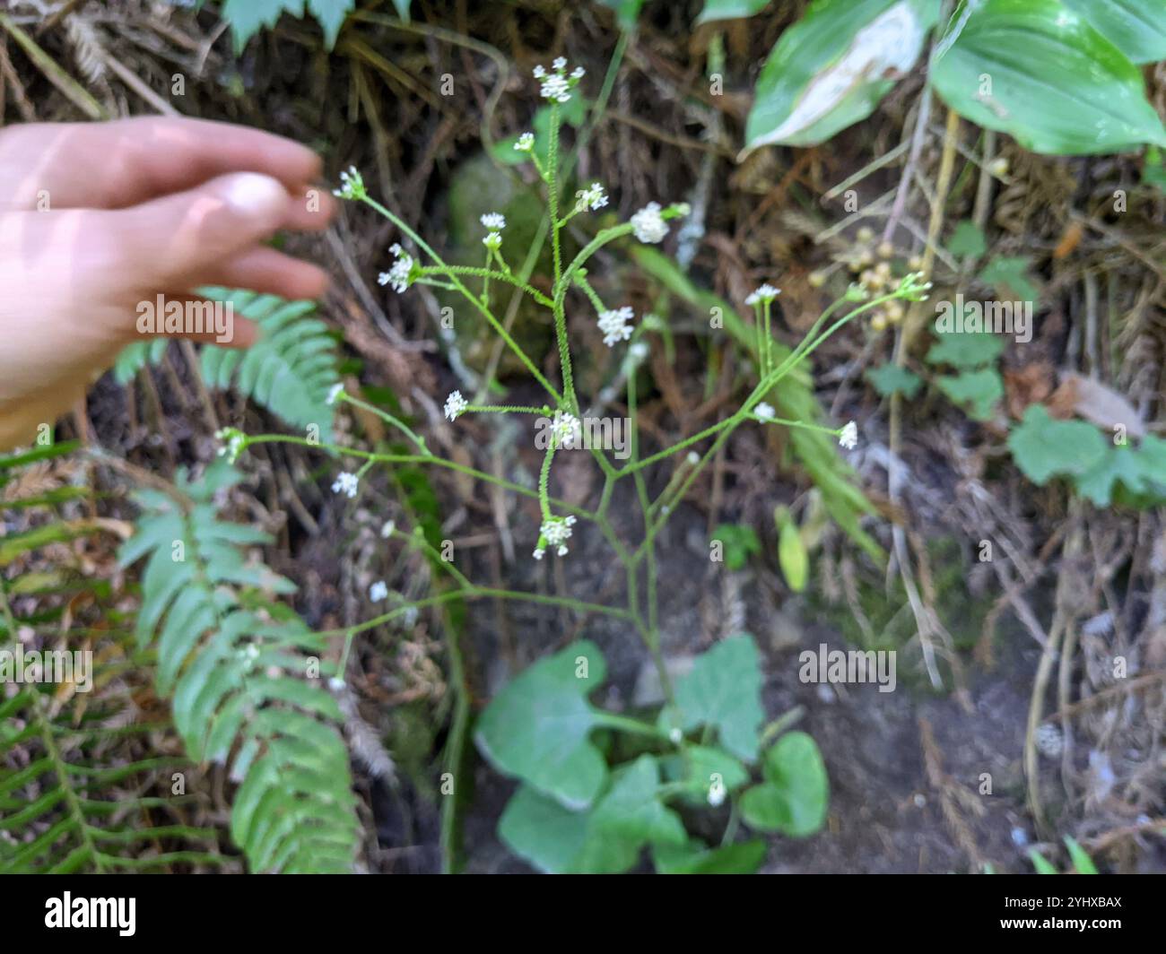 Trailplant hi-res stock photography and images - Alamy