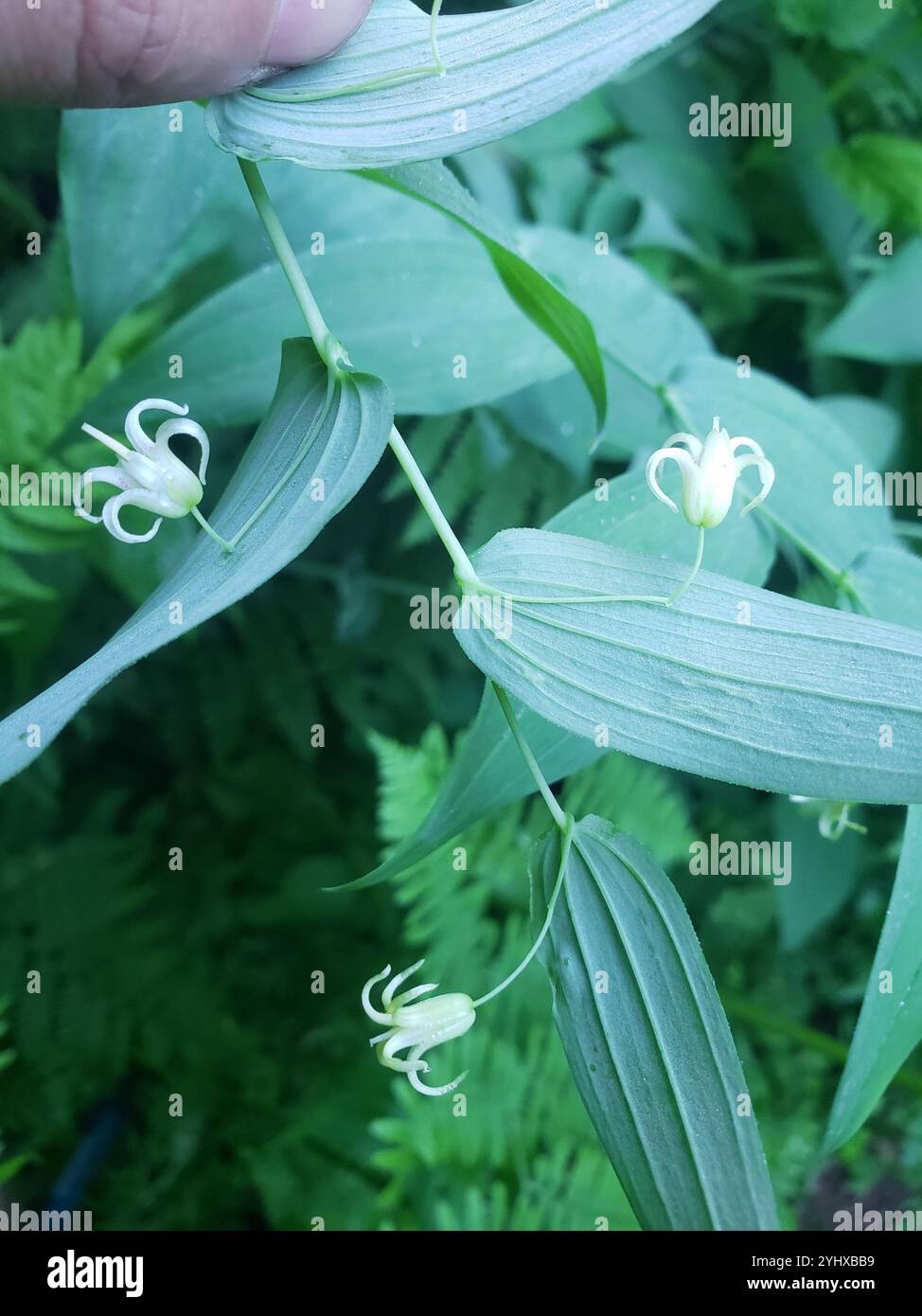 white twisted-stalk (Streptopus amplexifolius Stock Photo - Alamy