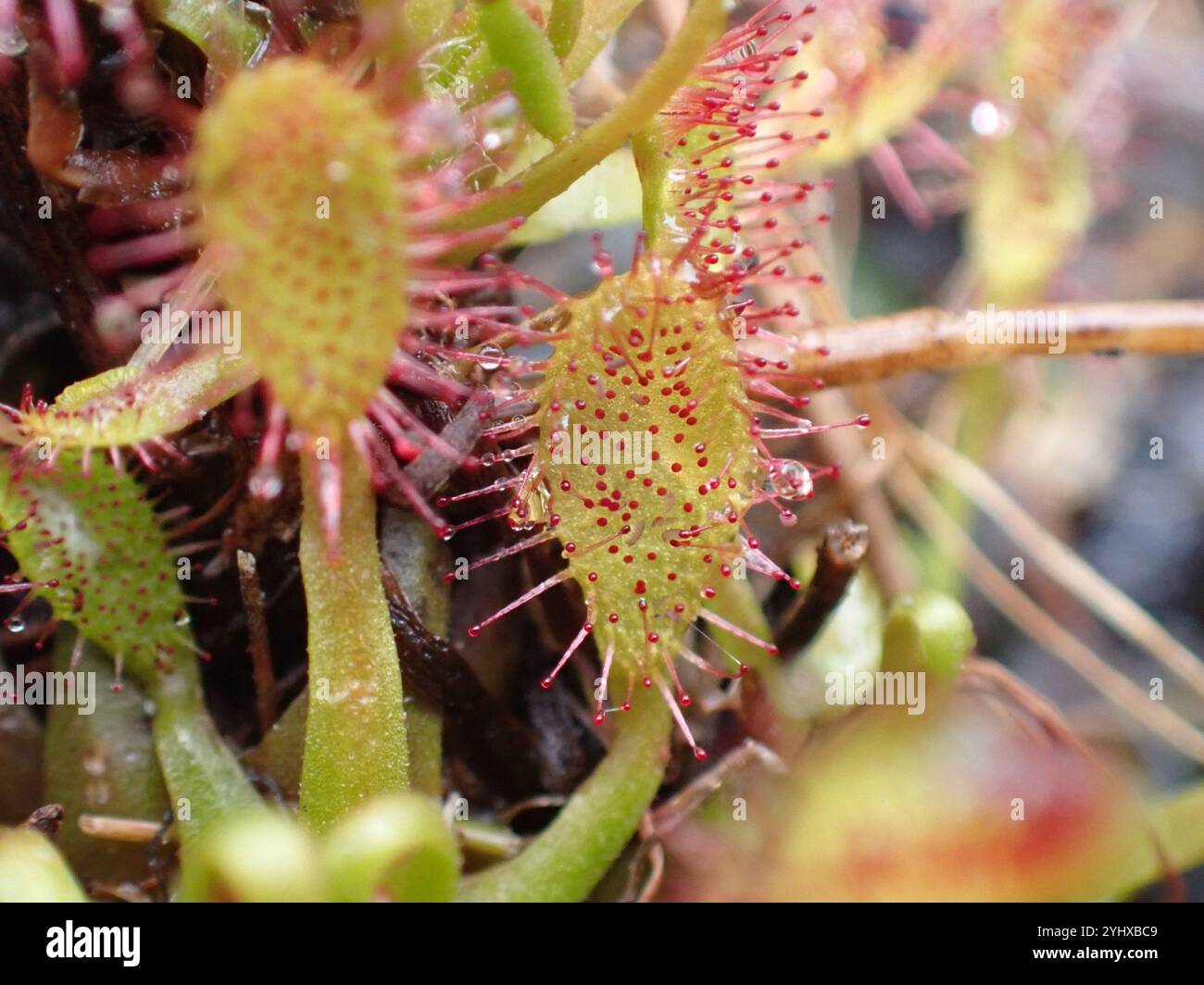 Great Sundew (Drosera anglica Stock Photo - Alamy