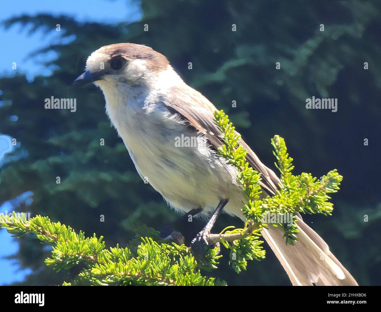 Canada Jay (Perisoreus canadensis Stock Photo - Alamy