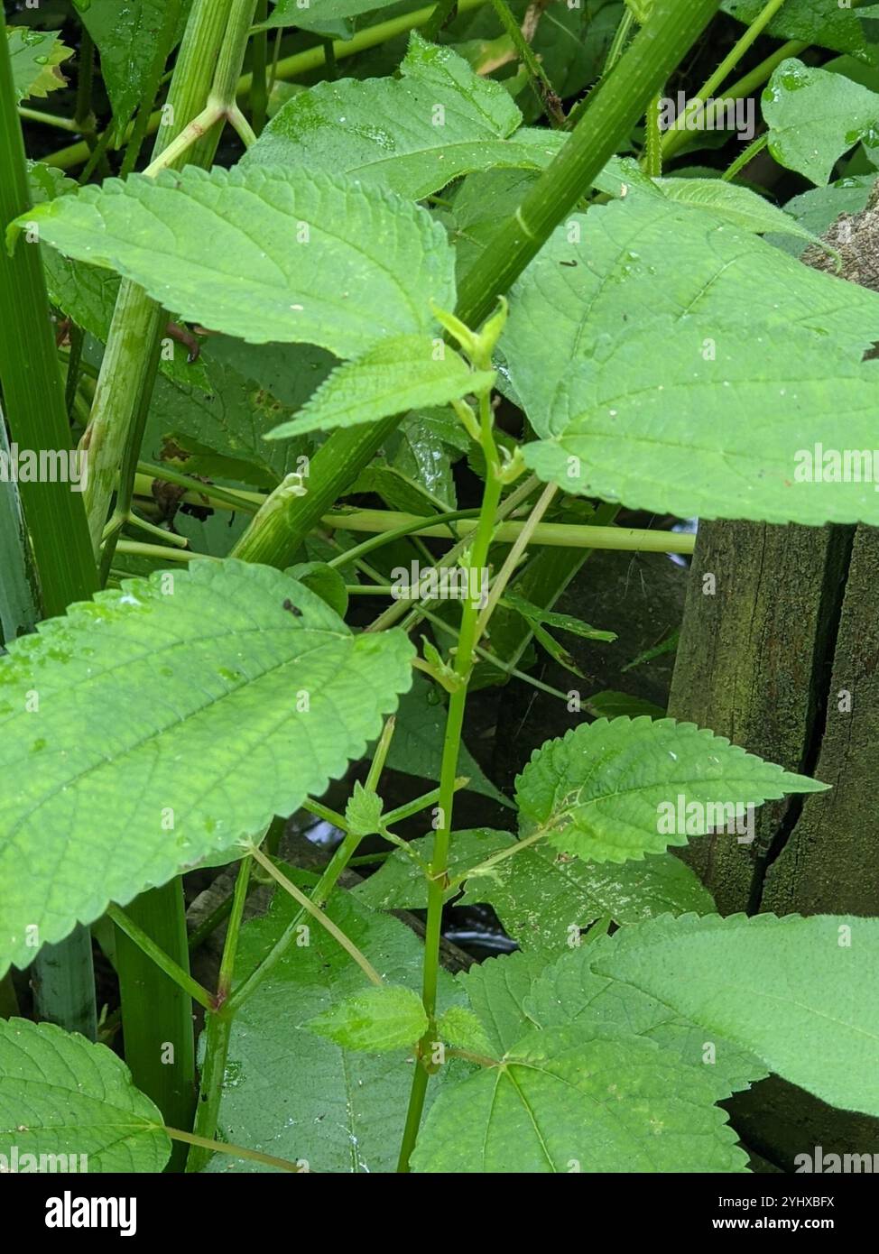 false nettle (Boehmeria cylindrica Stock Photo - Alamy