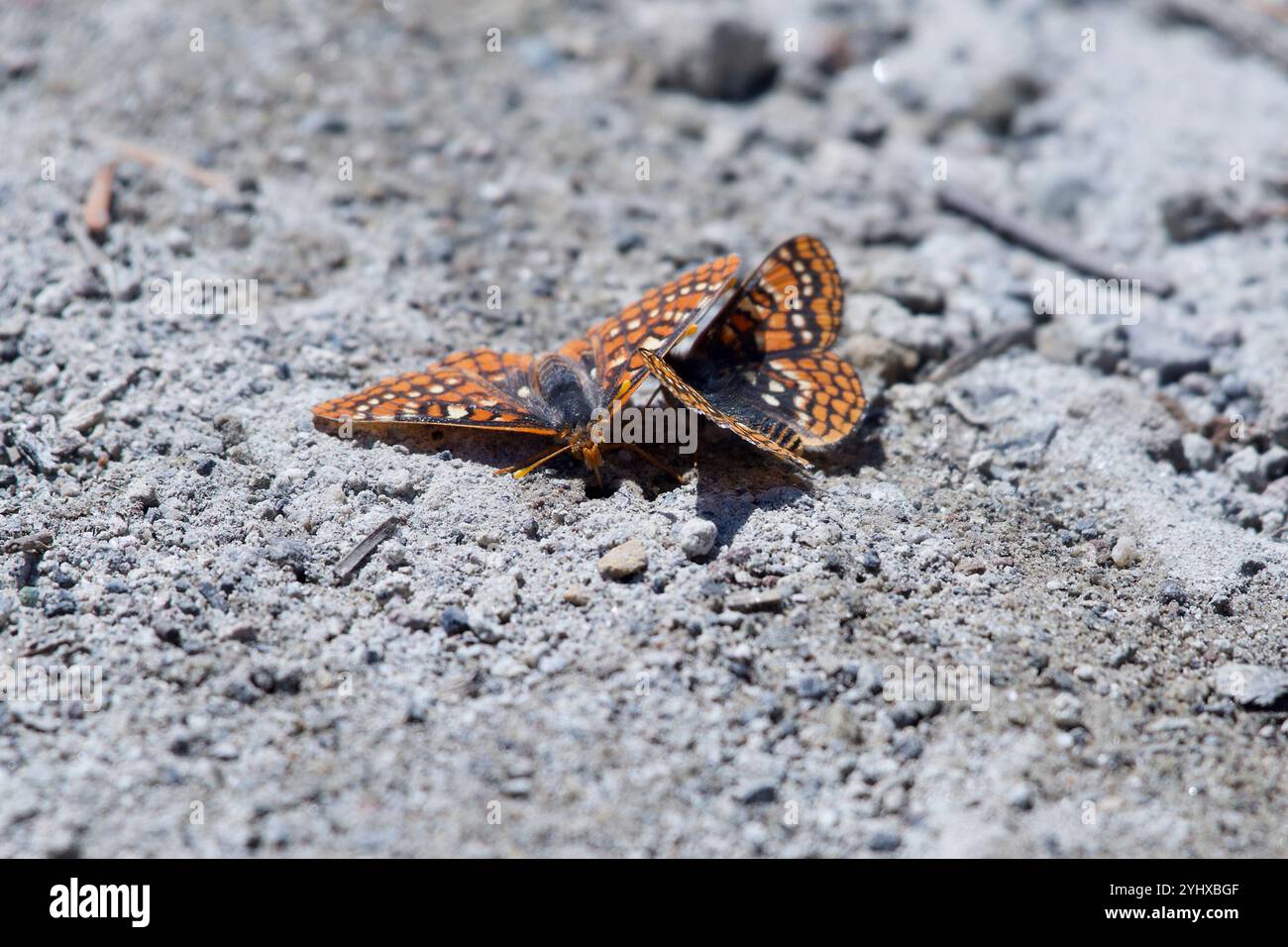 Euphydryas editha hi-res stock photography and images - Alamy