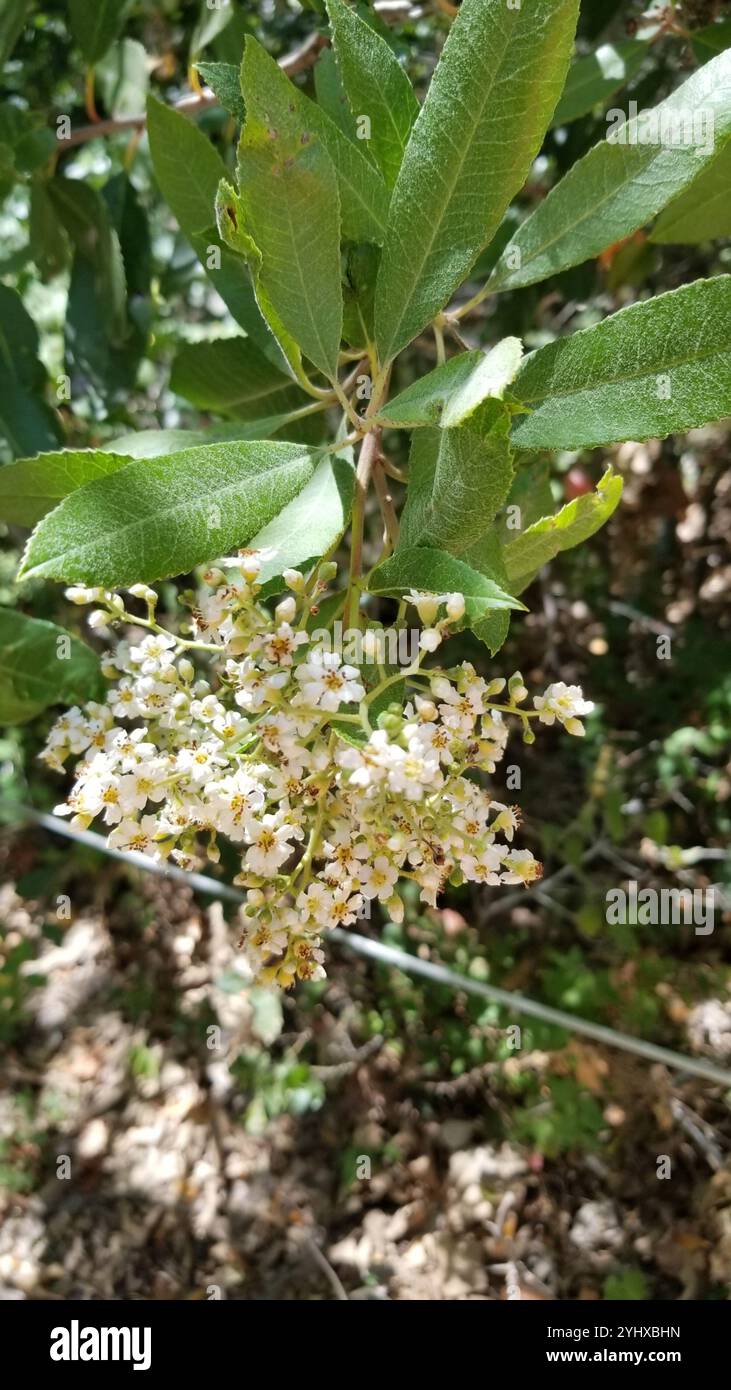 Toyon (Heteromeles arbutifolia Stock Photo - Alamy