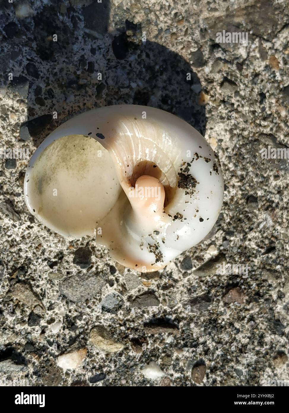 Bladder Moon Snail (Neverita didyma Stock Photo - Alamy