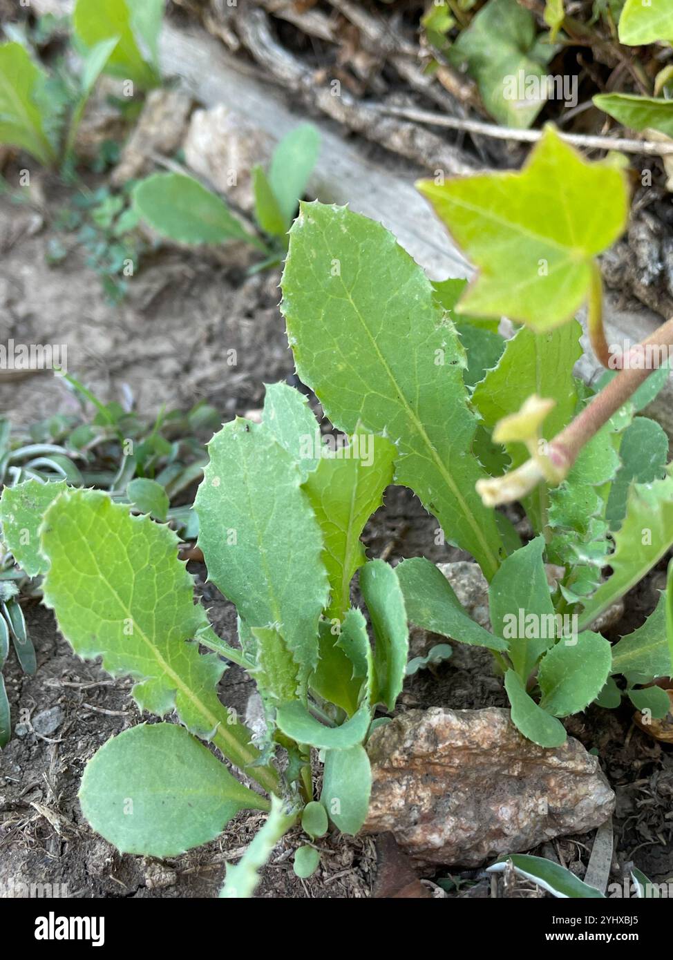 Lettuce, Chicory, Dandelion and Salsify Tribe (Cichorieae Stock Photo ...