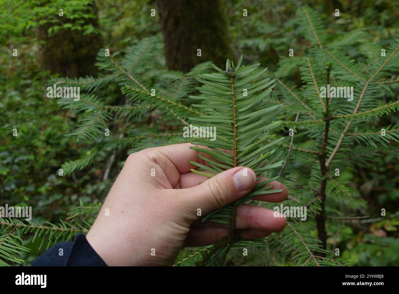 grand fir (Abies grandis Stock Photo - Alamy