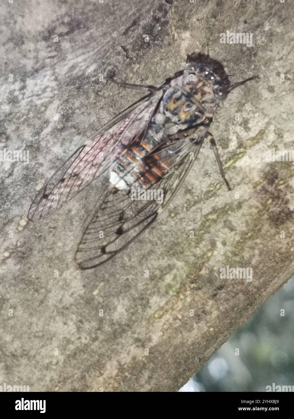 Ash Cicada (Cicada orni Stock Photo - Alamy