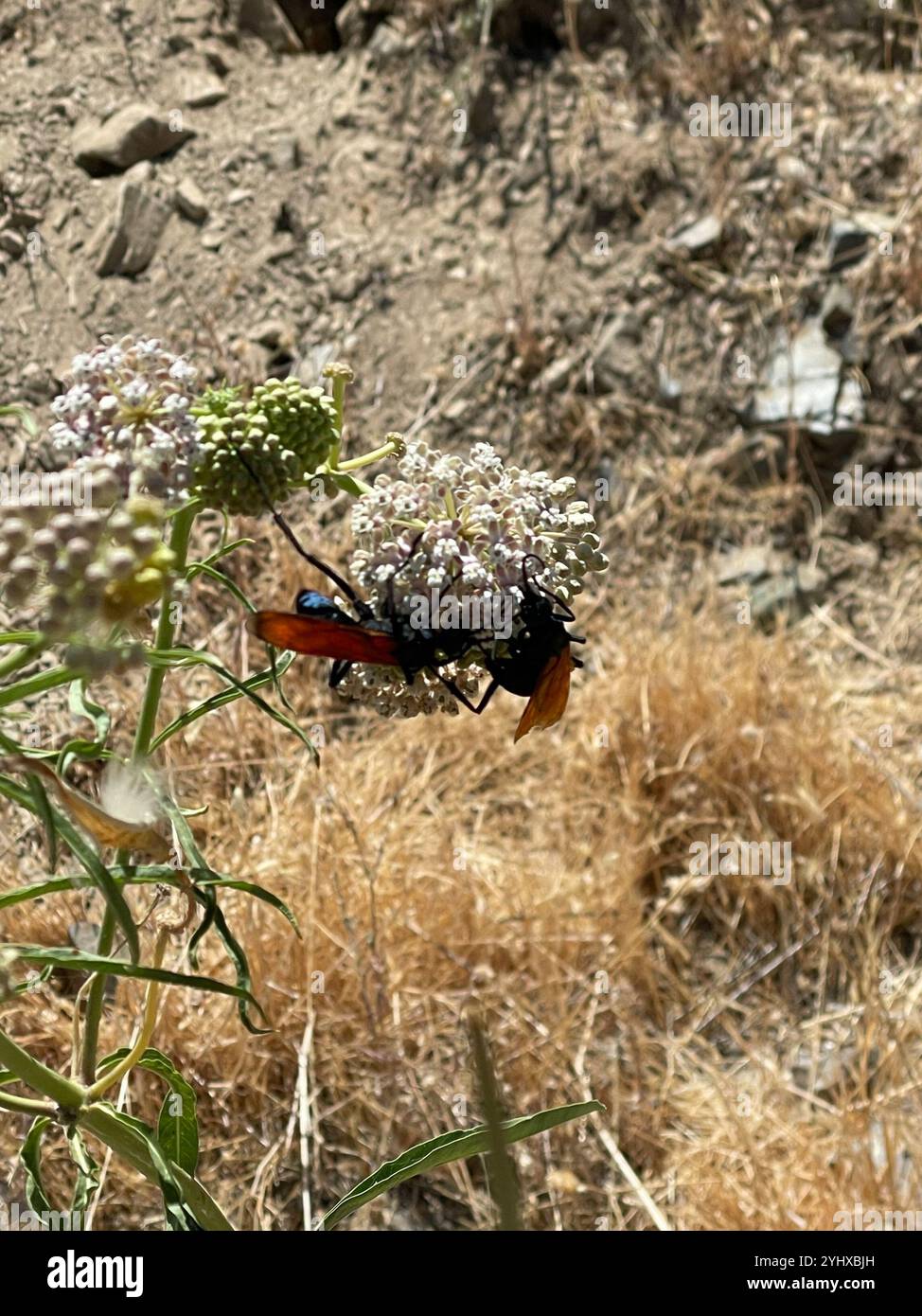 Thisbe's Tarantula-hawk Wasp (Pepsis thisbe Stock Photo - Alamy