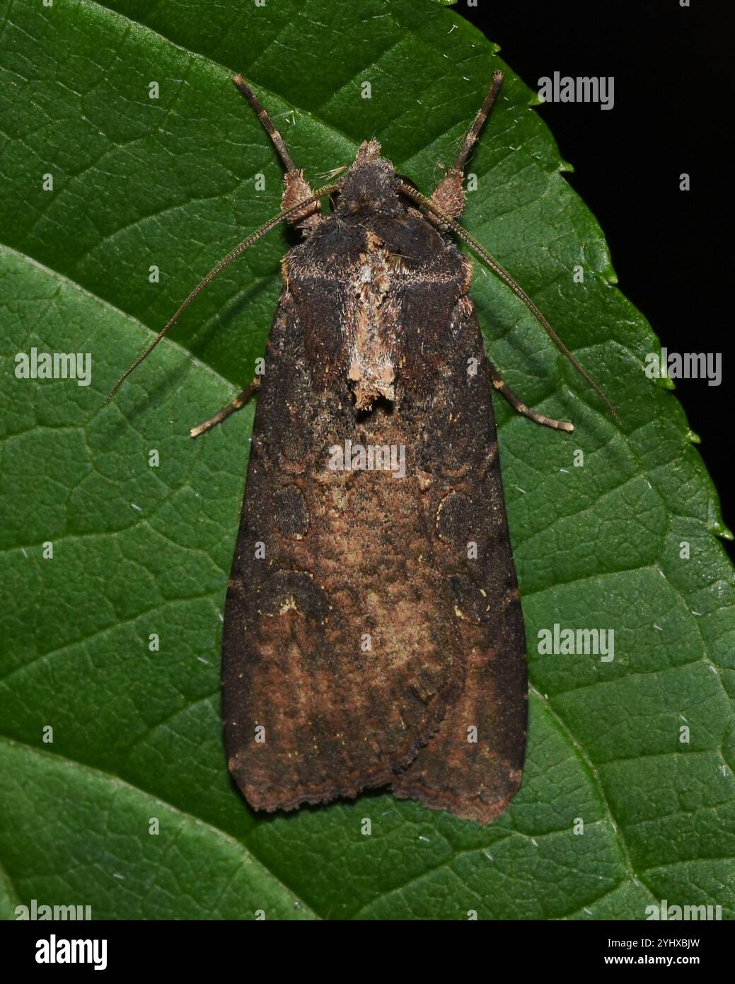 Variegated Cutworm Moth (Peridroma saucia Stock Photo - Alamy