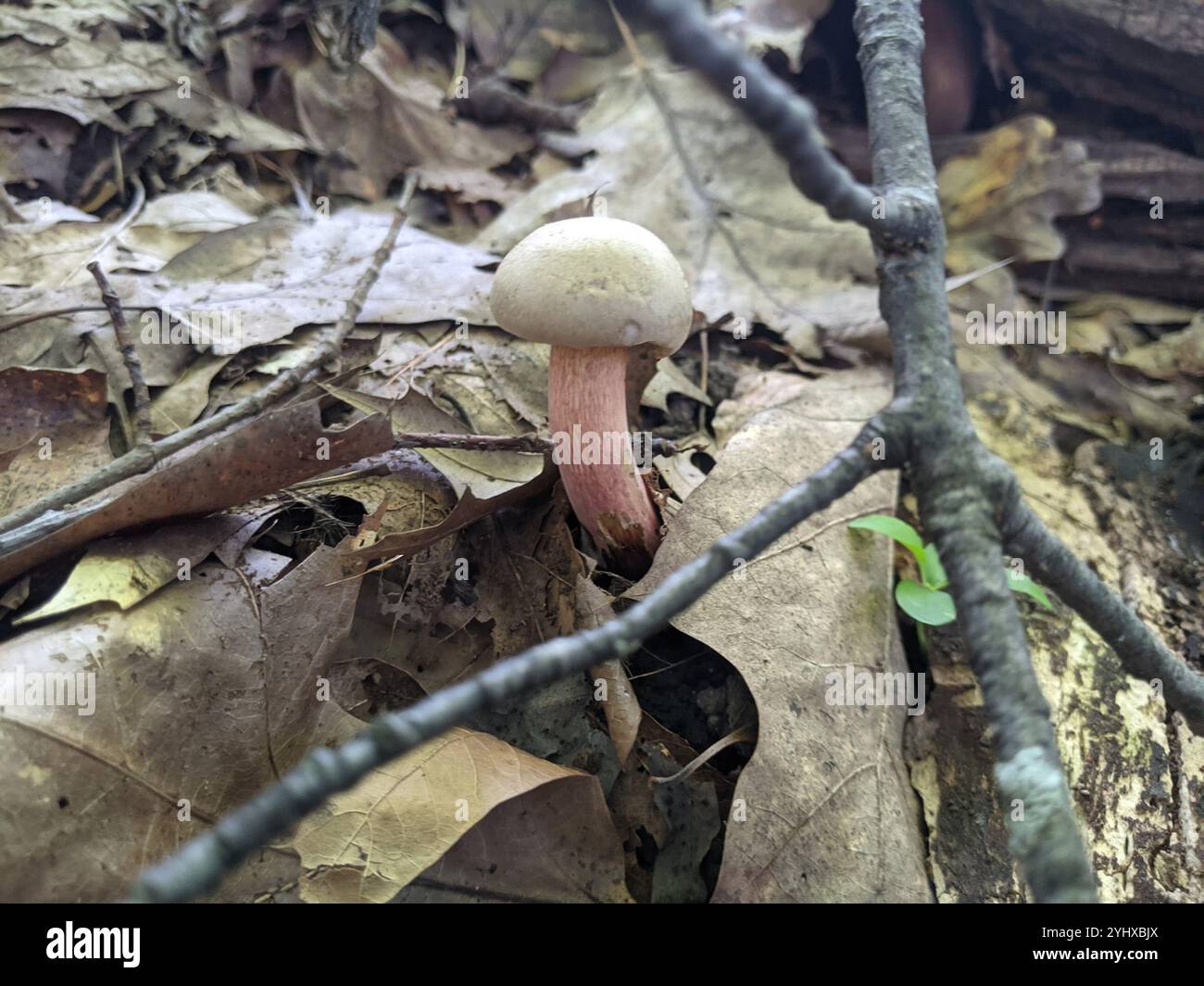 Caloboletus hi-res stock photography and images - Alamy