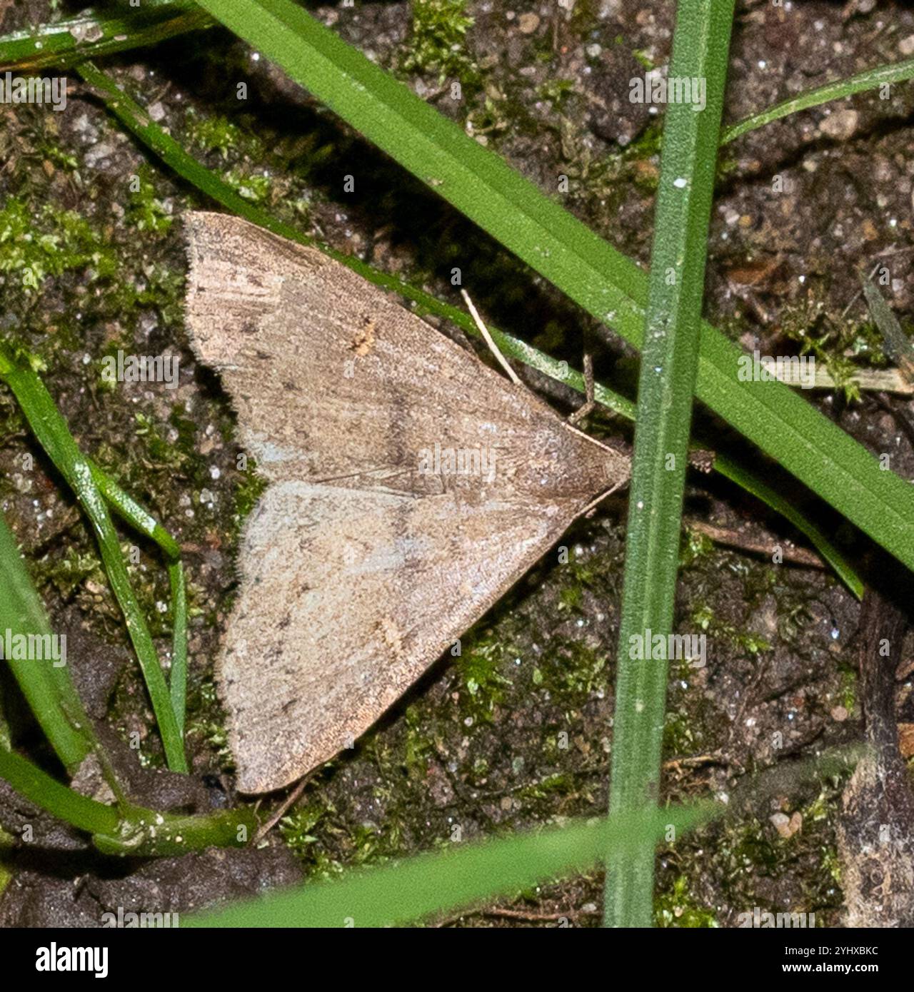 Speckled Renia Moth (Renia adspergillus Stock Photo - Alamy