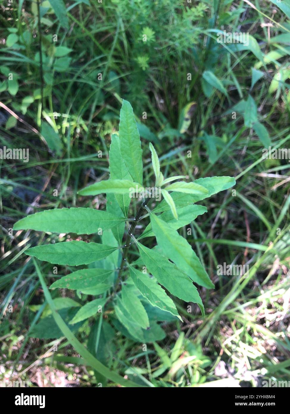 Prairie Sage (Salvia azurea grandiflora Stock Photo - Alamy