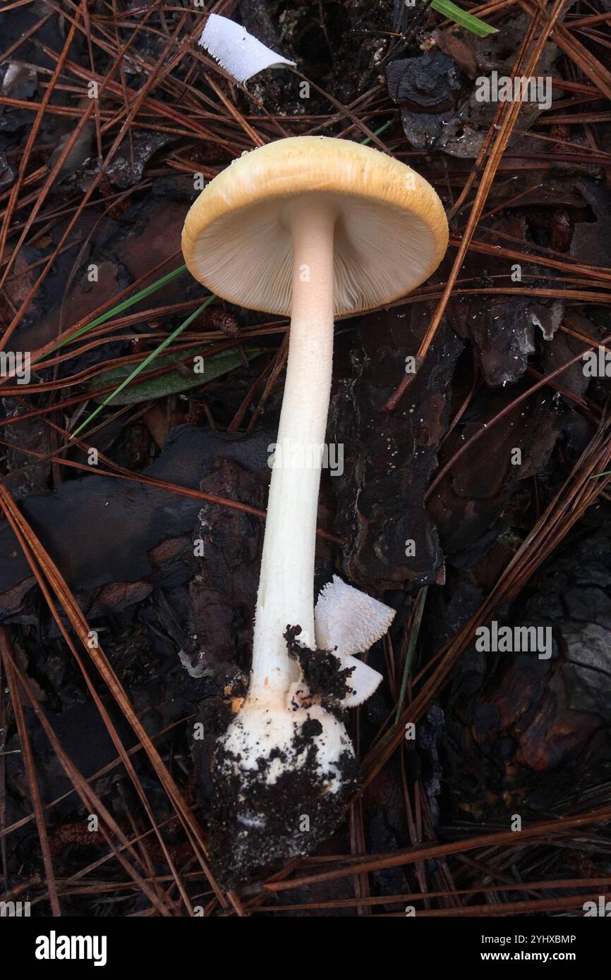 Rose-Tinted Amanita (Amanita roseotincta Stock Photo - Alamy