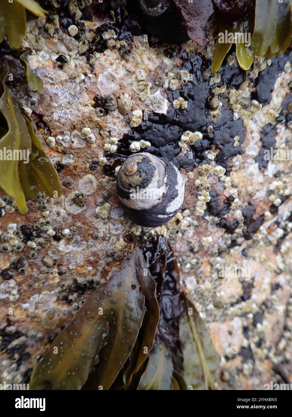 Black Tegula (Tegula funebralis Stock Photo - Alamy