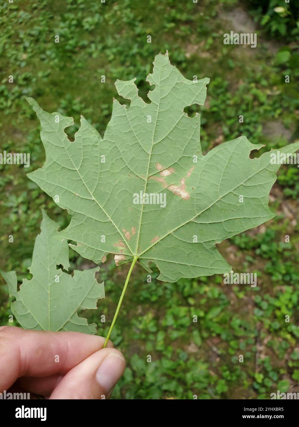 black maple (Acer nigrum Stock Photo - Alamy
