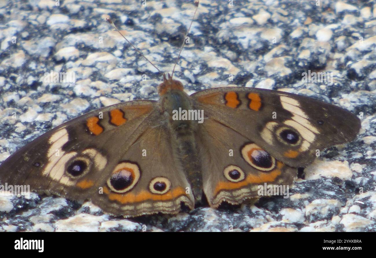Common Buckeye (Junonia coenia Stock Photo - Alamy