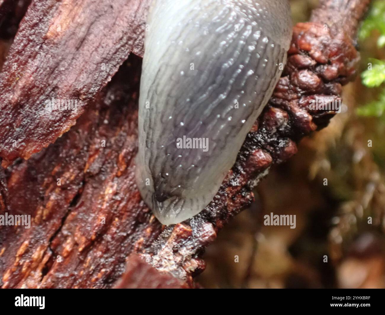 Common Land Snails and Slugs (Stylommatophora Stock Photo - Alamy