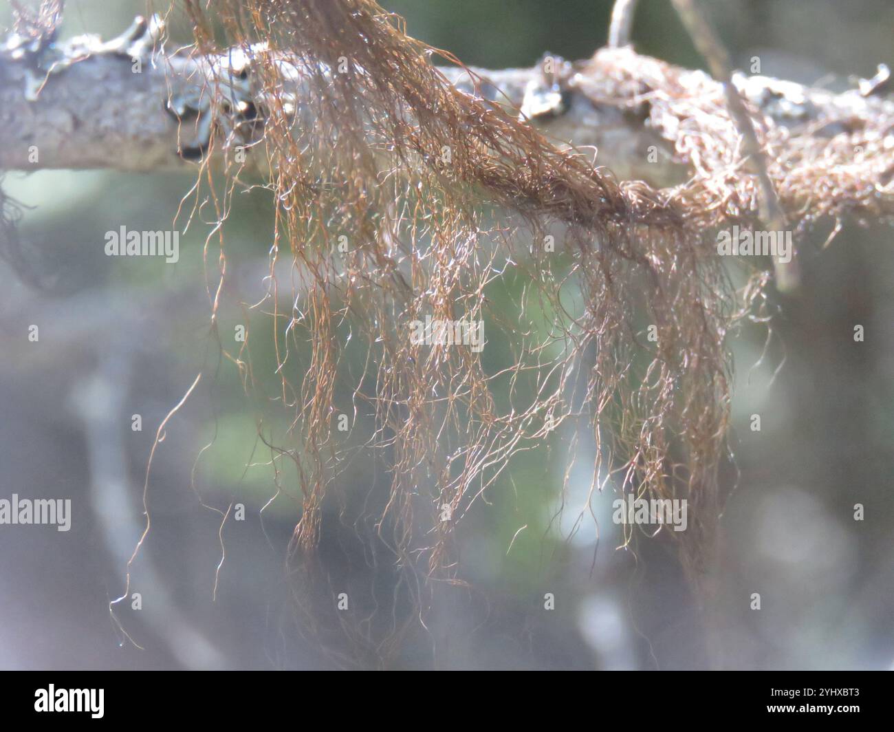 Horsehair Lichens (Bryoria Stock Photo - Alamy