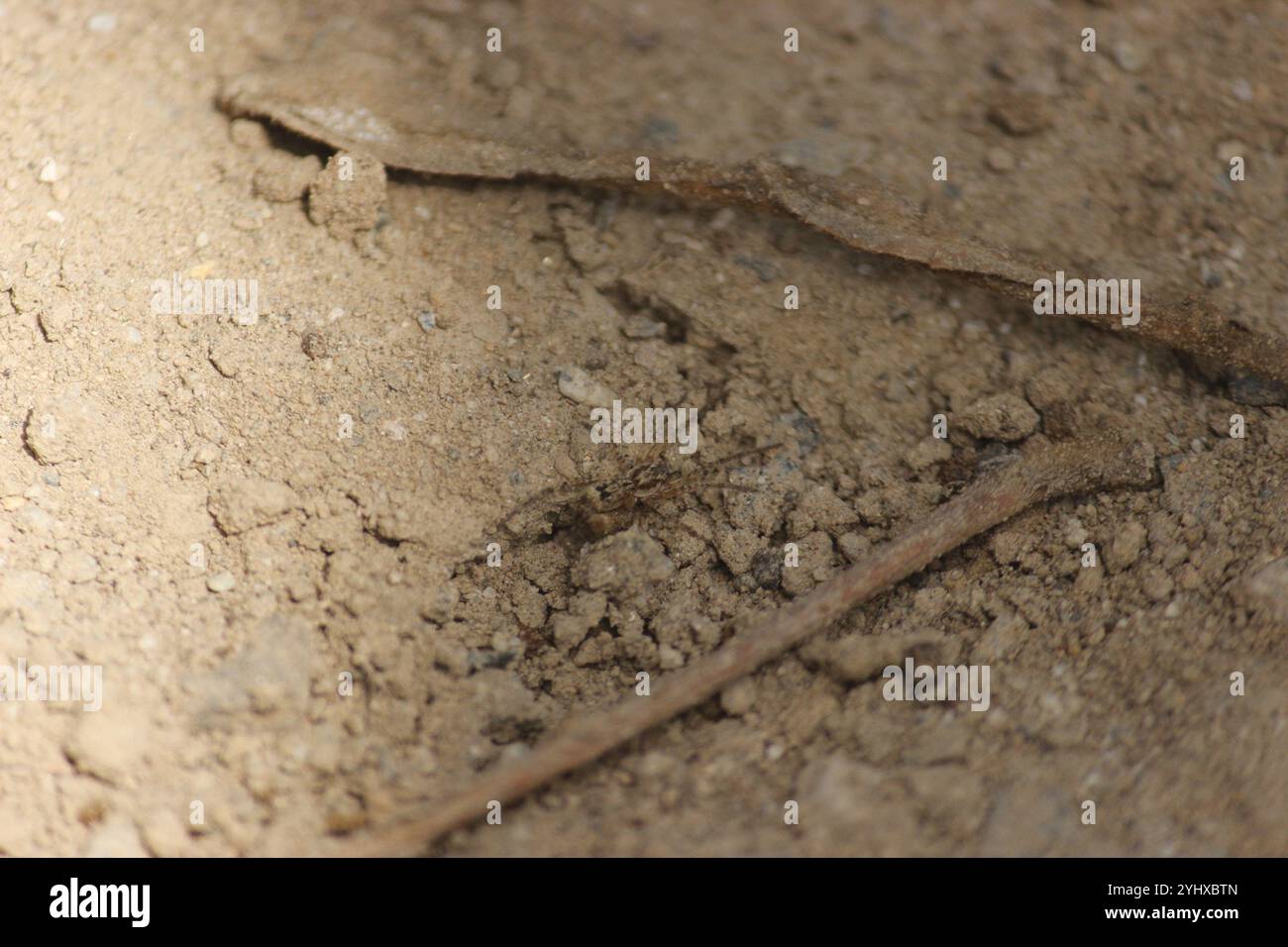 Ghost Spiders (Anyphaenidae Stock Photo - Alamy