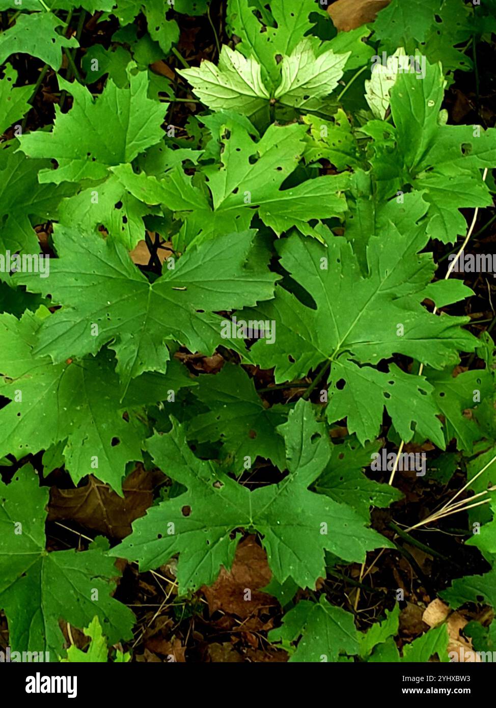 Broad-leaf Waterleaf (Hydrophyllum canadense Stock Photo - Alamy