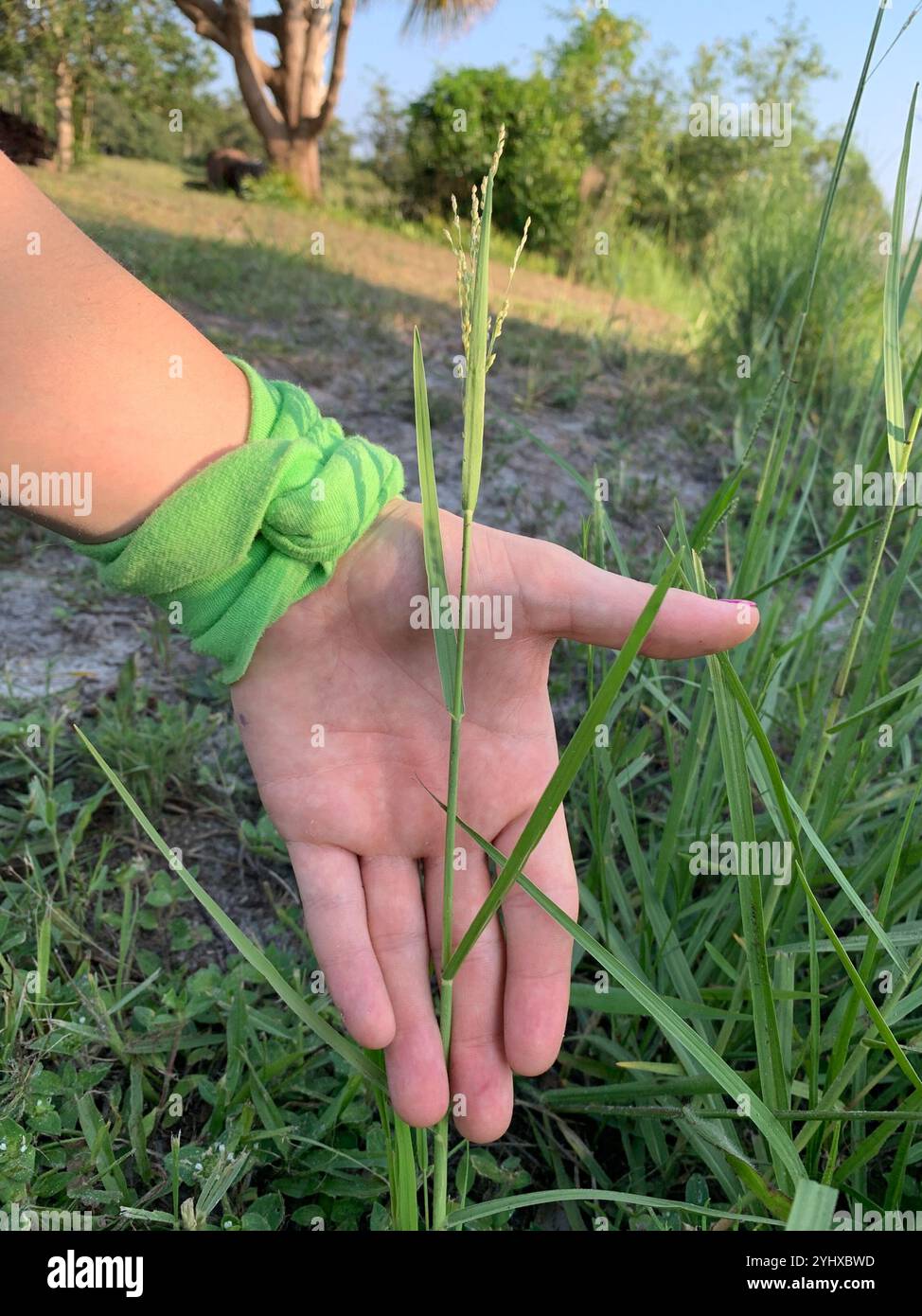 Smooth Witchgrass (Panicum dichotomiflorum Stock Photo - Alamy