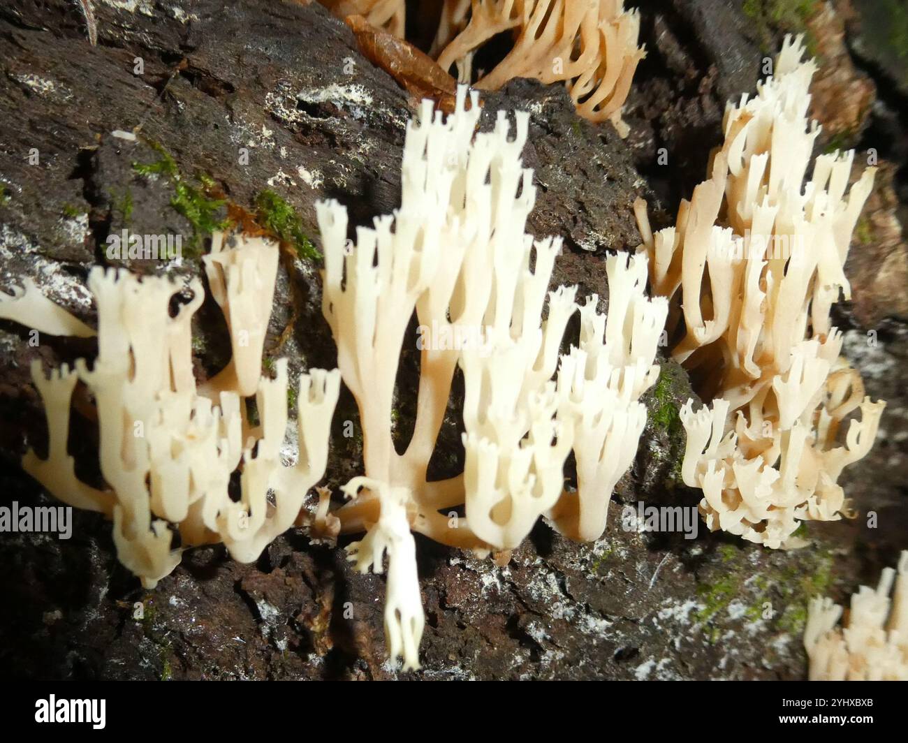 crown-tipped coral fungus (Artomyces pyxidatus Stock Photo - Alamy