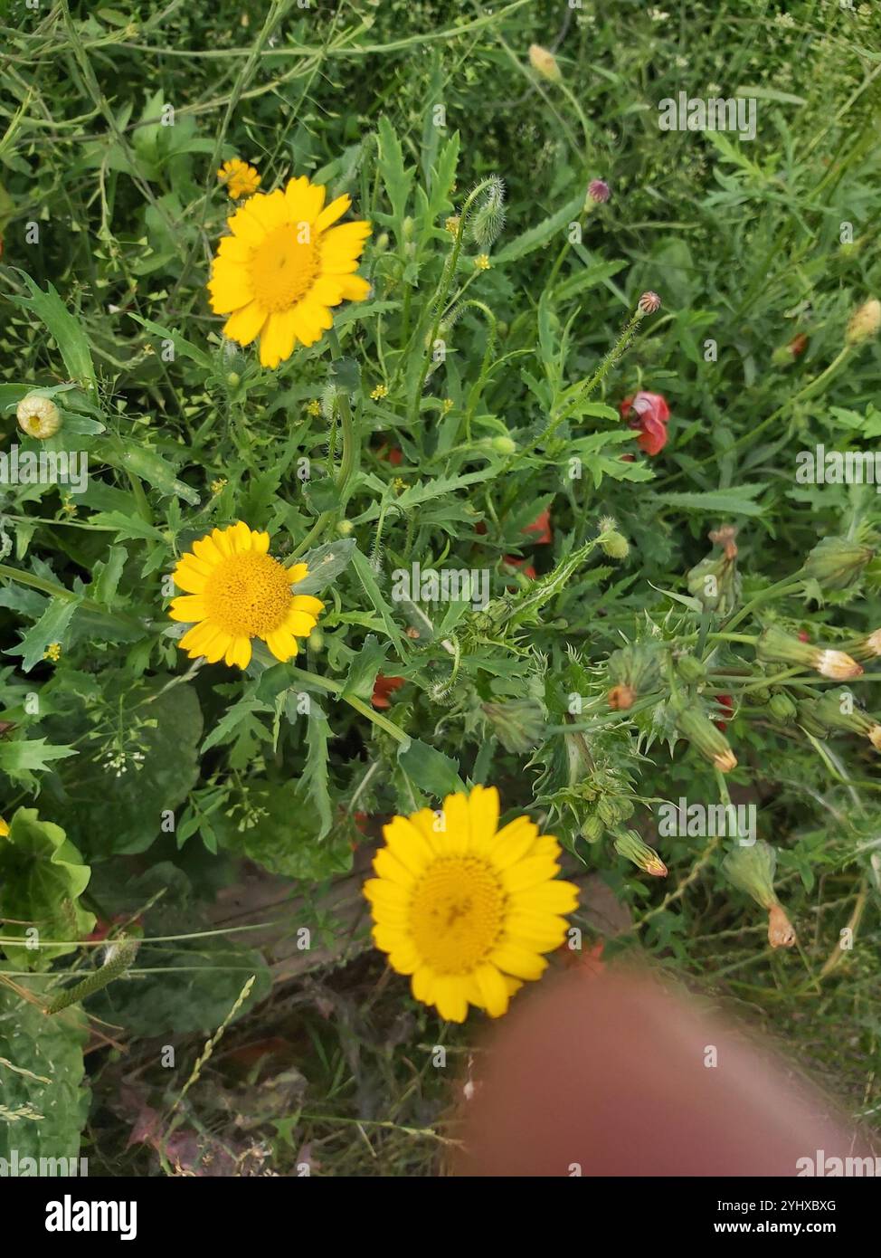 Corn Marigold (Glebionis segetum Stock Photo - Alamy