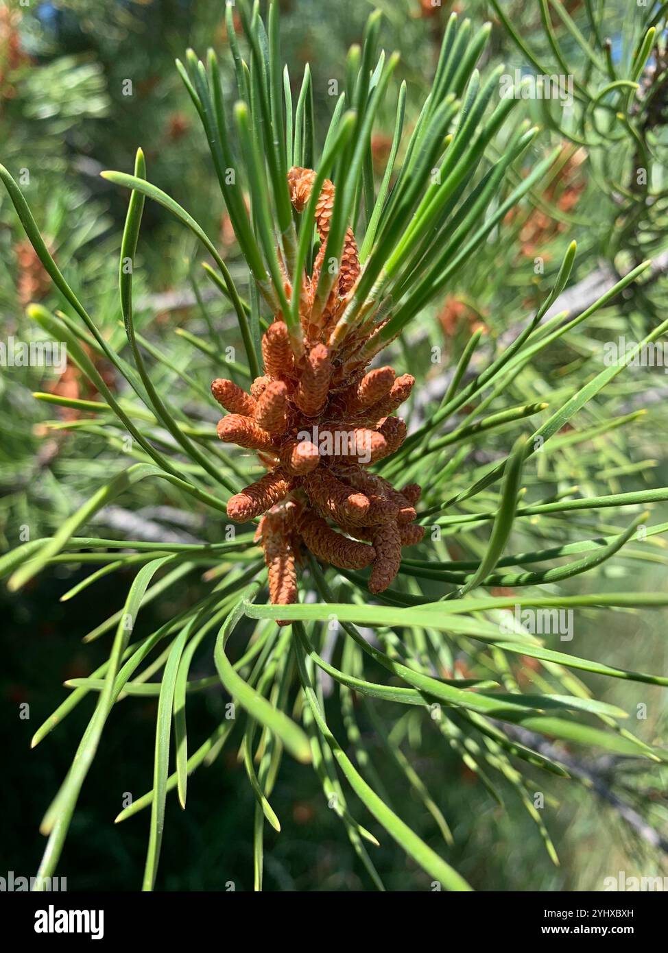 lodgepole pine (Pinus contorta Stock Photo - Alamy