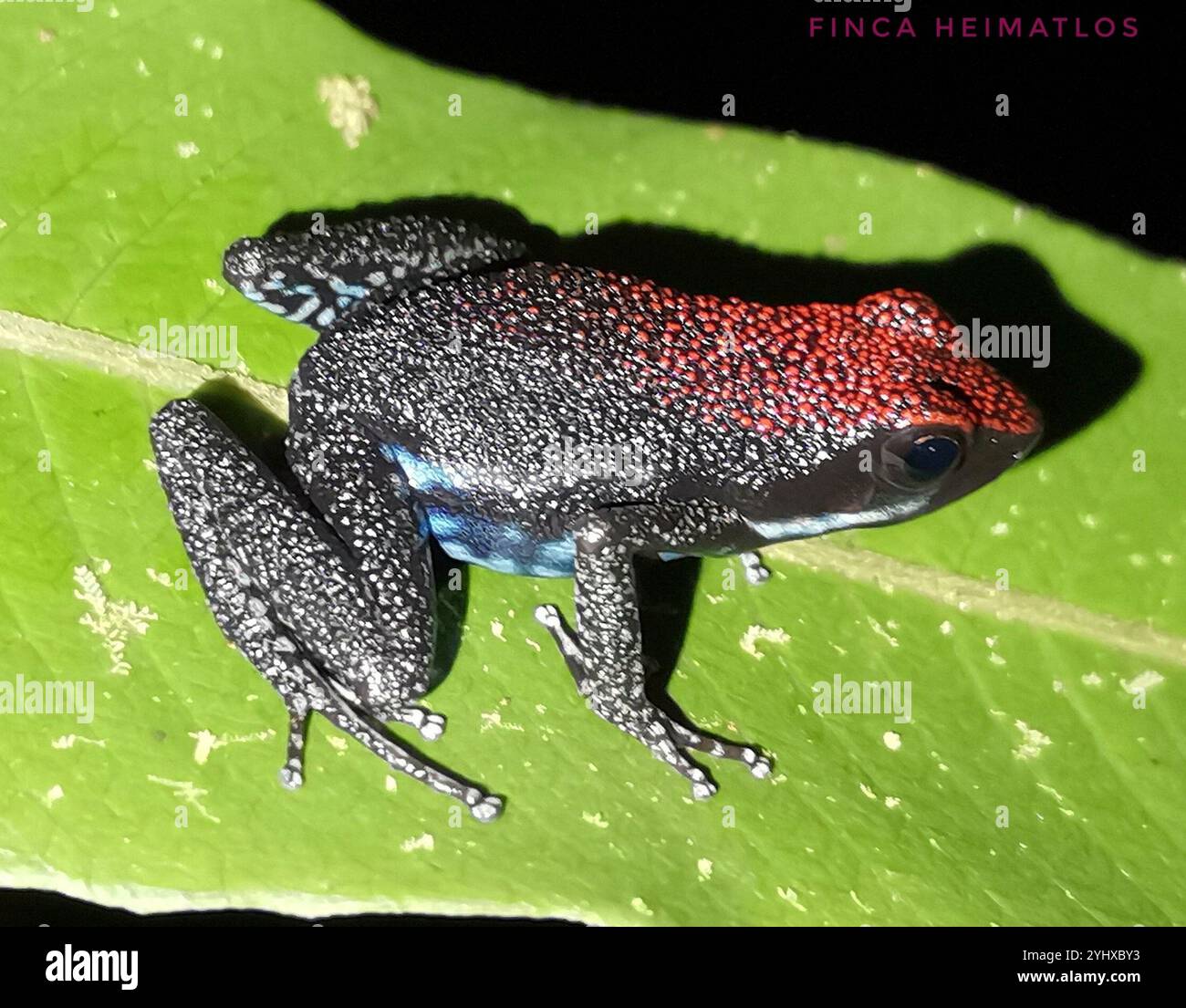 Ruby Poison Frog (Ameerega parvula Stock Photo - Alamy